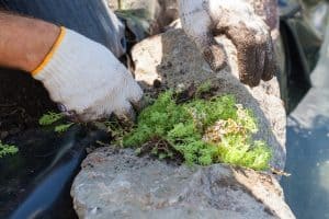 How to Build Your Own Pond or Water Garden: The Complete Guide ...