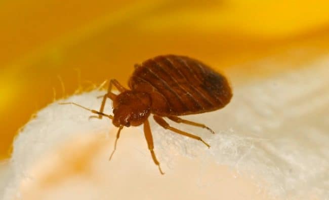 Furniture Bugs: How to Identify and Rid Them for Good - KnockOffDecor