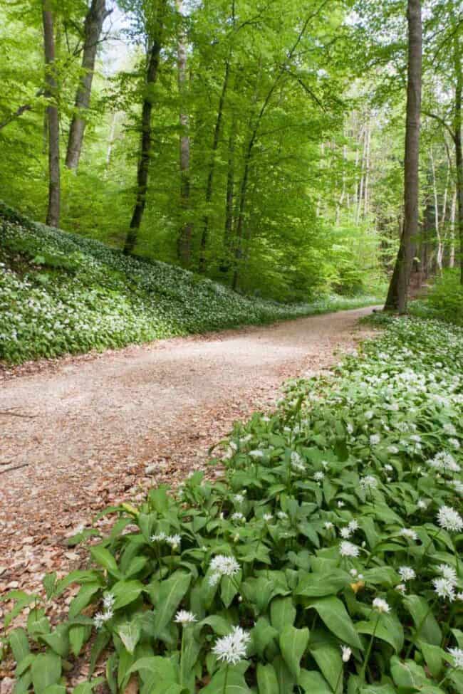 Behr Green Paint Colors: 15 Best + Guide - KnockOffDecor