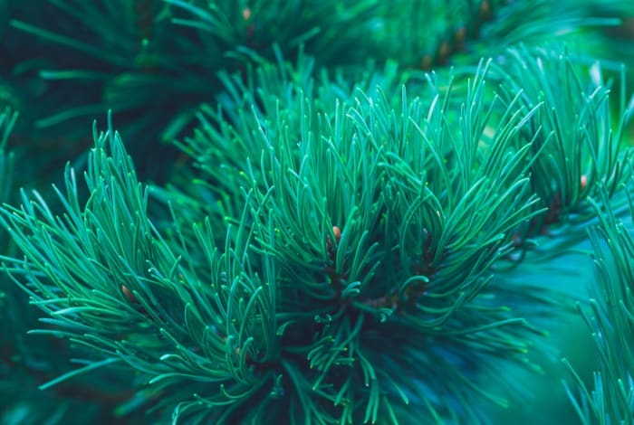 What Color is Emerald? A Striking Green Like No Other - KnockOffDecor