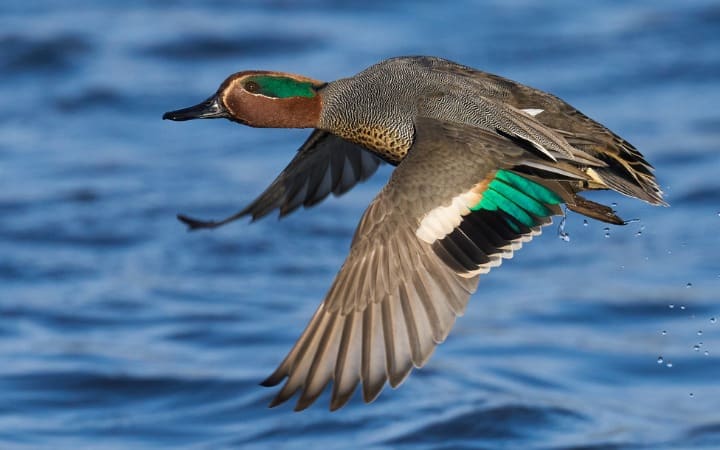 What Color Is Teal? The Surprising Secrets You Need for All Your Color ...