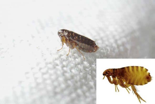 Furniture Bugs: How to Identify and Rid Them for Good - KnockOffDecor