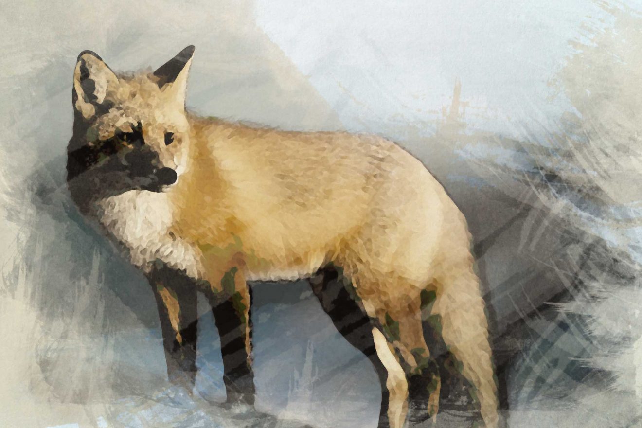 25+ Watercolor Fox Painting That Take Your Breath Away - KnockOffDecor