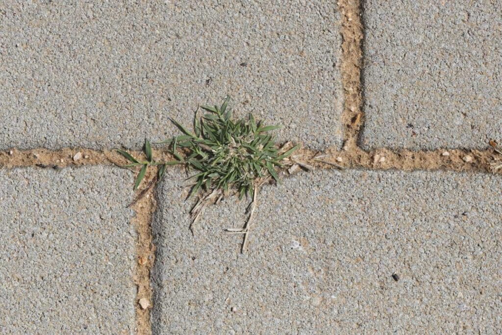 Polymeric Sand Problems (and How to Fix Them!) - KnockOffDecor