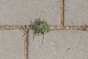 Polymeric Sand Problems (and How to Fix Them!) - KnockOffDecor