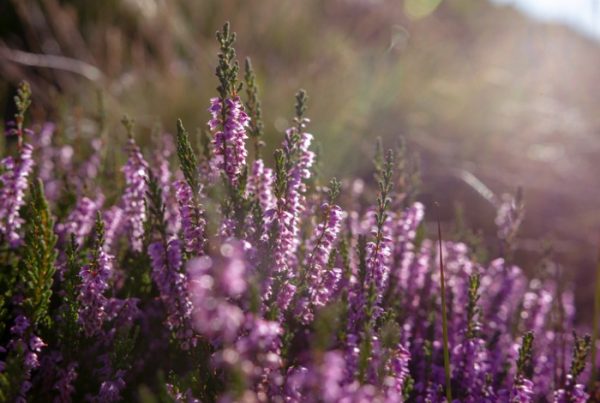 What Color is Mauve: The Ultimate Guide for a Passionate Hue ...
