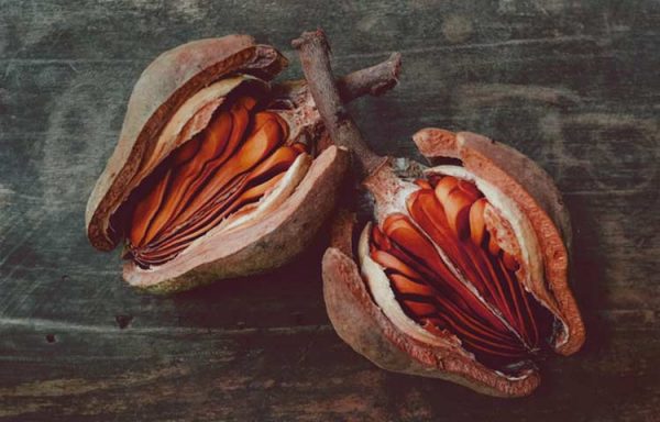 What Color is Mahogany? A True Game-Changer for Your Home Decor ...