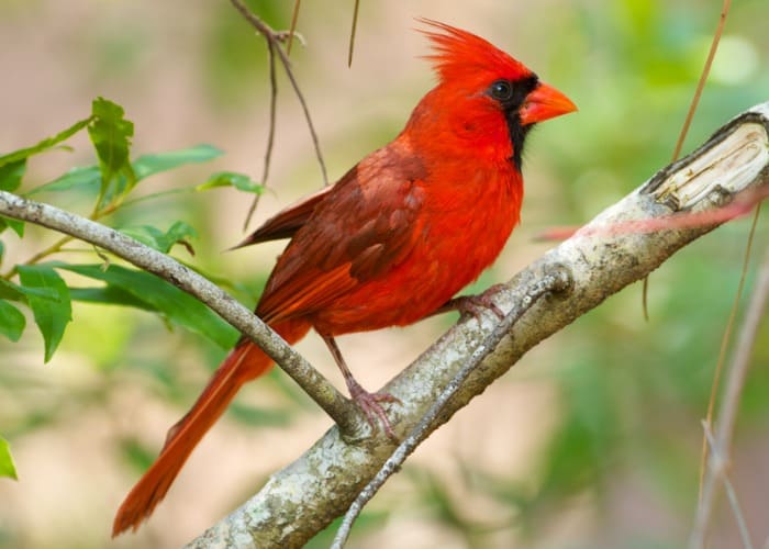 What Color Is Vermilion? How to Use This Lively Color in Your Life ...