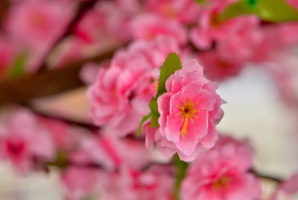 What Color is Blush? Defining One of the World's Most Popular Colors ...