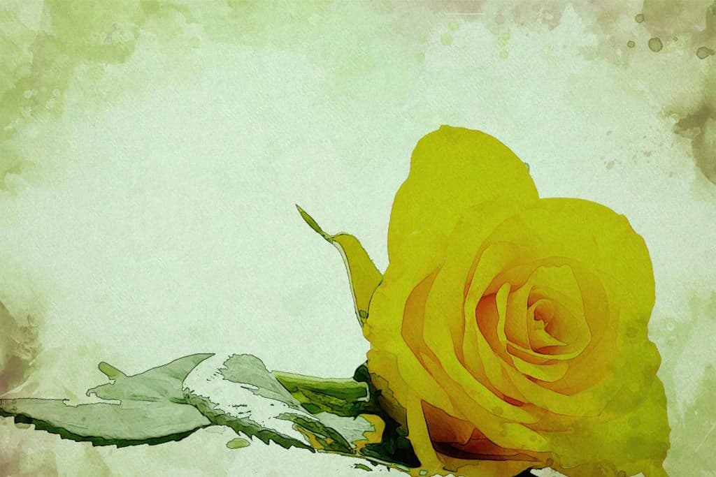 25+ Watercolor Roses to Inspire your Artistry - KnockOffDecor