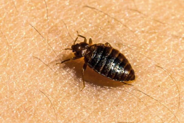 Furniture Bugs: How to Identify and Rid Them for Good - KnockOffDecor