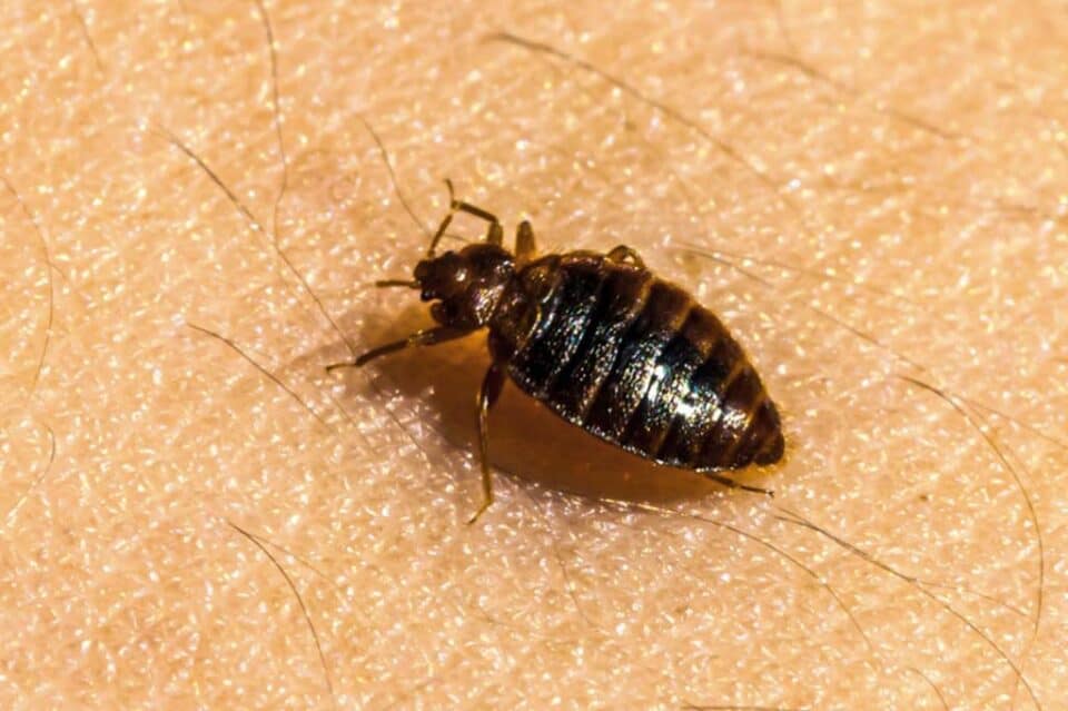 Furniture Bugs: How to Identify and Rid Them for Good - KnockOffDecor