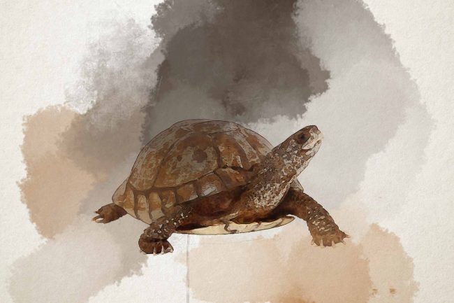 25+ Whimsical Watercolor Turtle Paintings - KnockOffDecor