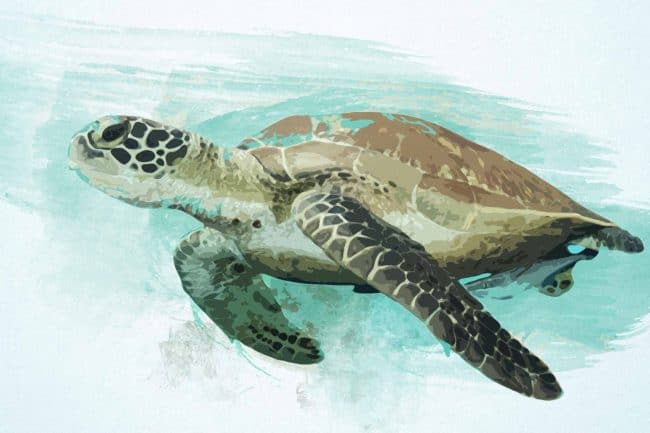 25+ Whimsical Watercolor Turtle Paintings - KnockOffDecor