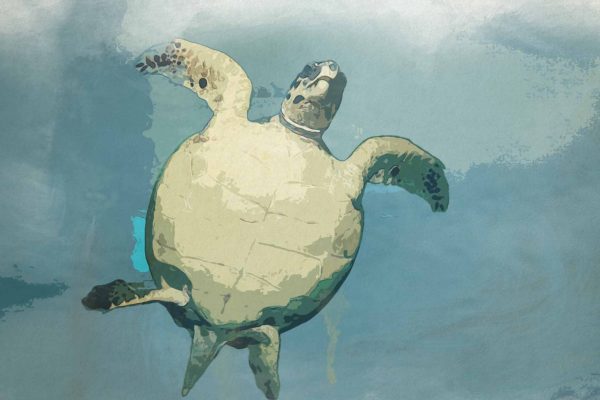25+ Whimsical Watercolor Turtle Paintings - KnockOffDecor