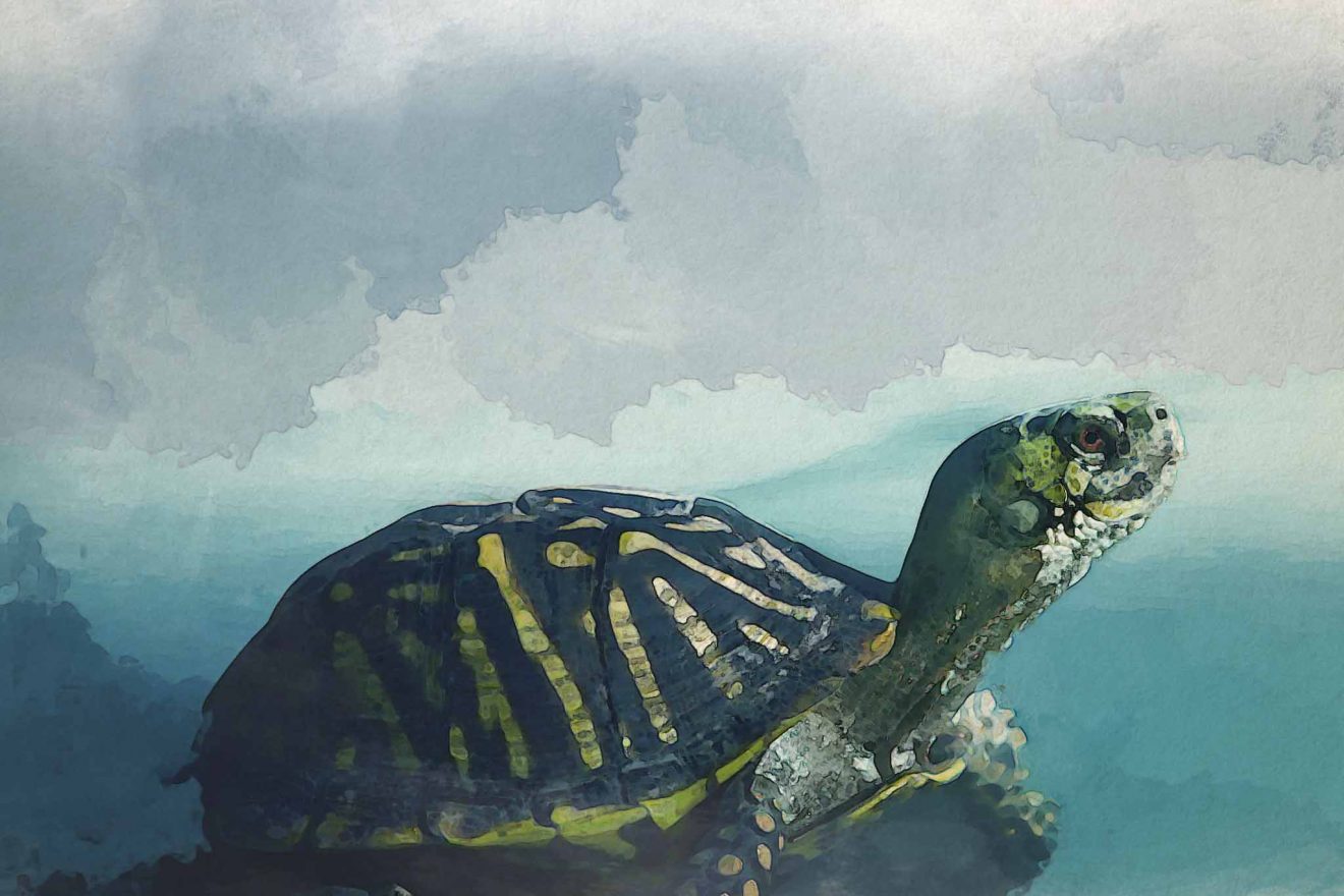 25+ Whimsical Watercolor Turtle Paintings - KnockOffDecor