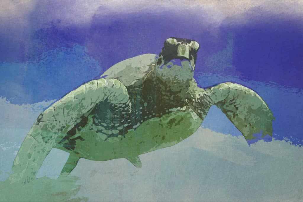 25+ Whimsical Watercolor Turtle Paintings - KnockOffDecor.com